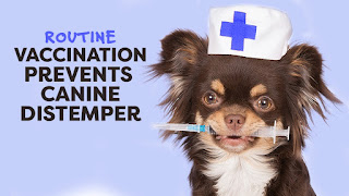 BudgetPetWorld: How To Prevent Distemper in Dogs And What To Do For ...