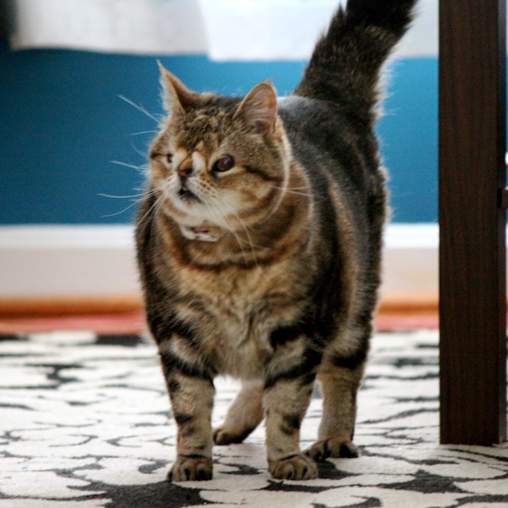 Second Chances: Quasi, the "Ugly" Cat Who Will Win Your Heart