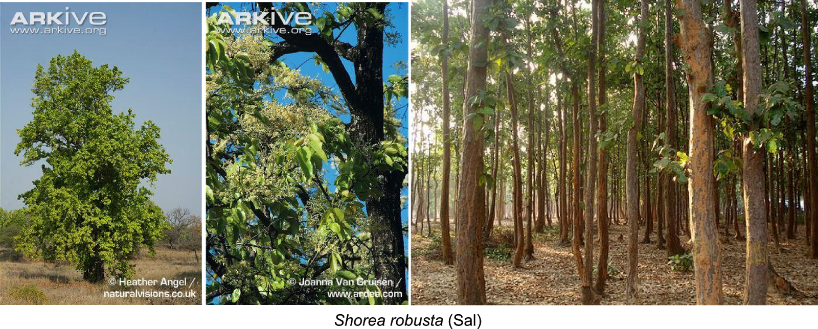 Sylvan Stroll: The Tree Associated with the Birth of Buddha