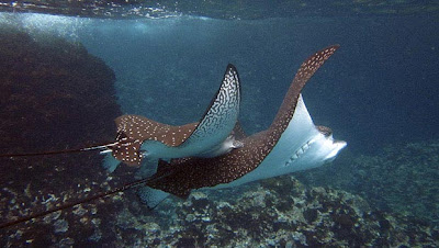 LUGARES TURÍSTICOS DEL ECUADOR: GALÁPAGOS