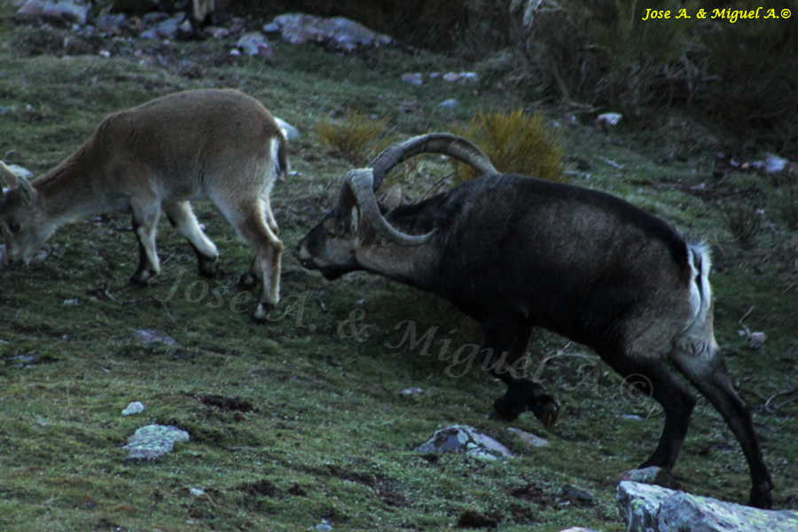 Flora, Fauna y Paisajismo del Suroeste Salmantino: Observación del celo ...