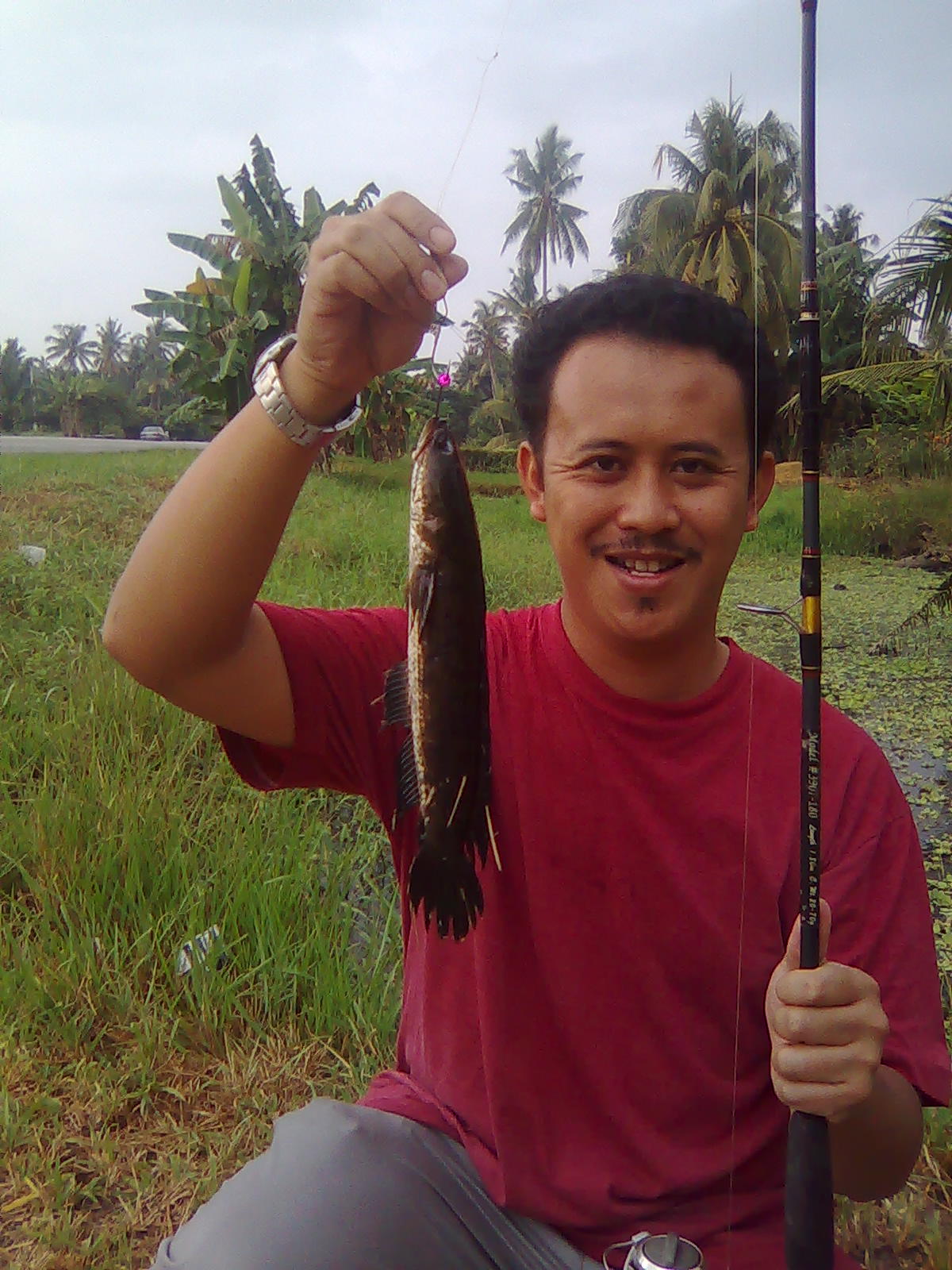 I LOVE FISHING: Ikan Haruan - snake head fish