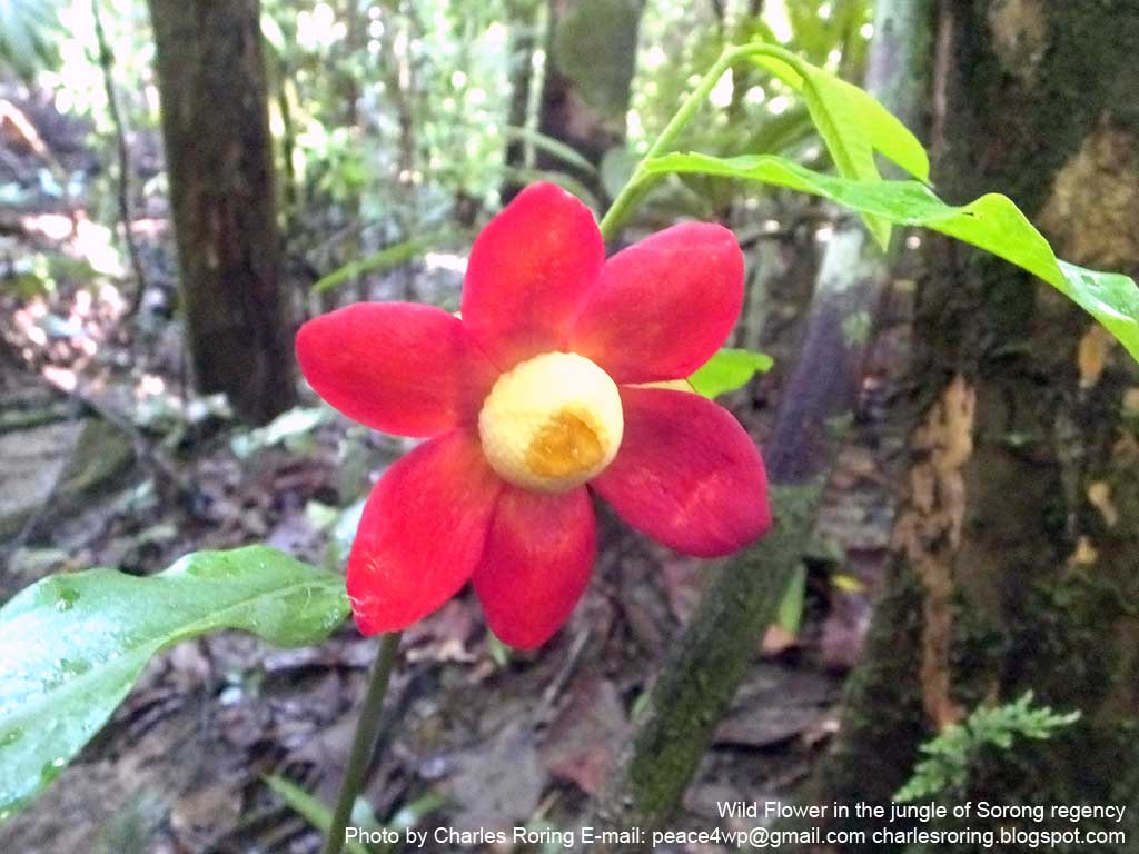 Birding and Wildlife Watching: Rainforest Flowers in Klasow Valley of ...