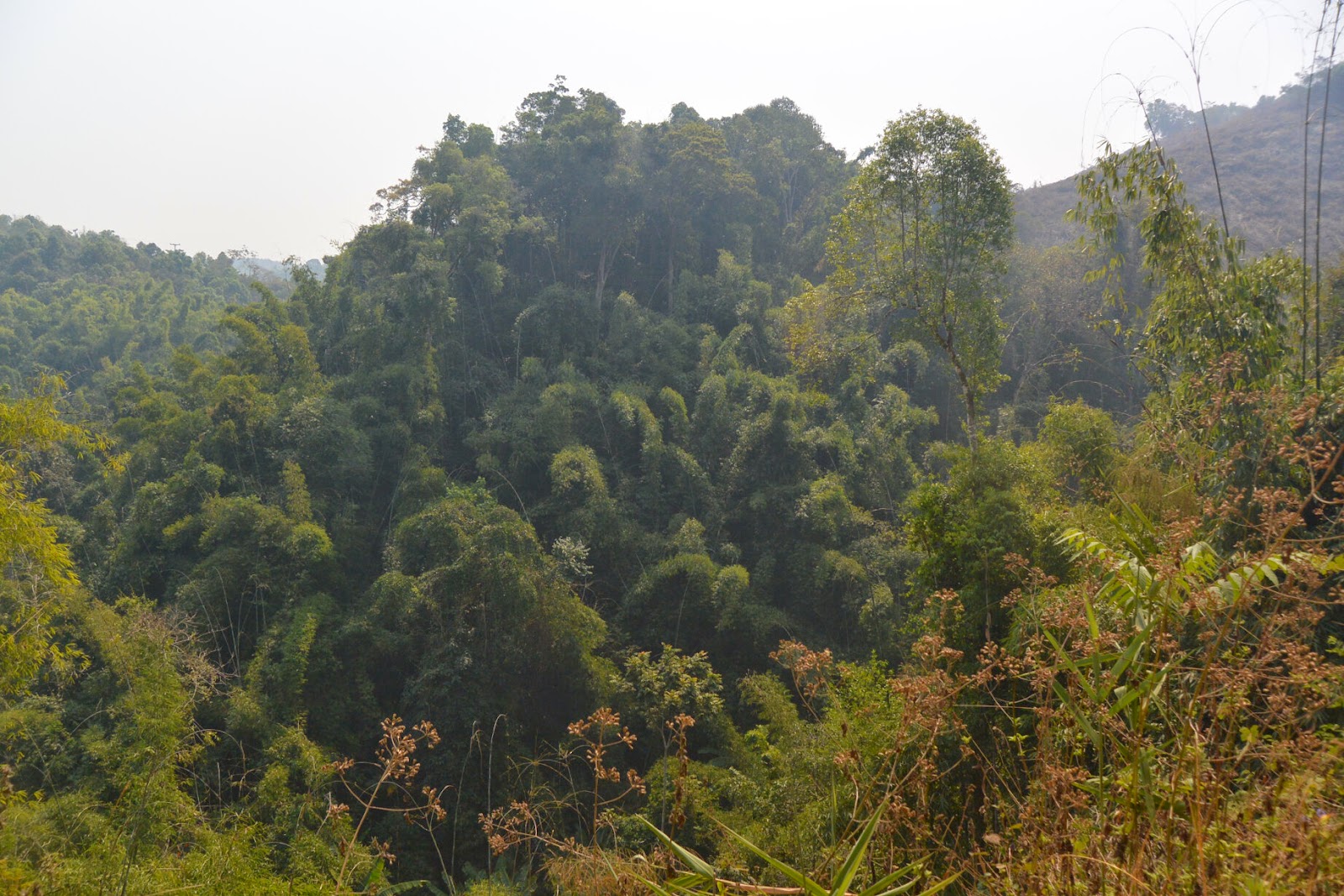 Jungle Trek, Village perdu dans la jungle du Nord du Laos - Tortues Nomades