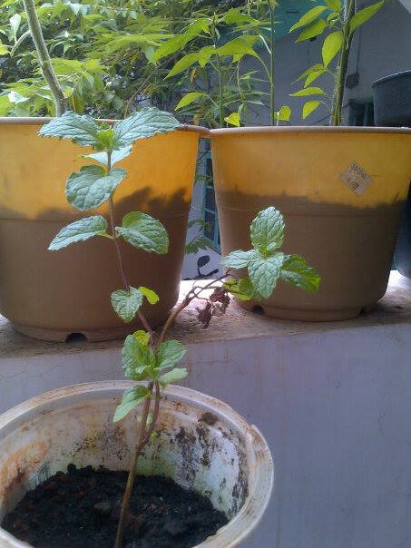 Cara Mudah Menanam Mint - Pekebun Dodol