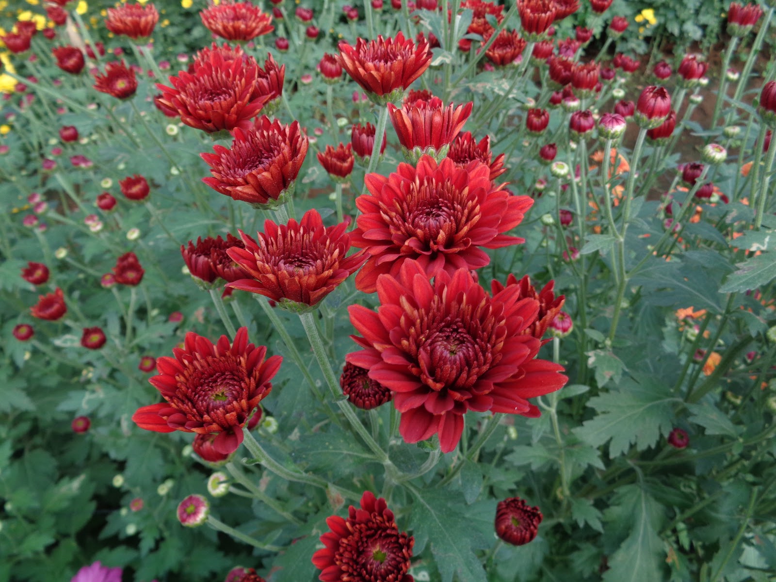 Tipe Bunga Krisan | Budidaya Tanaman