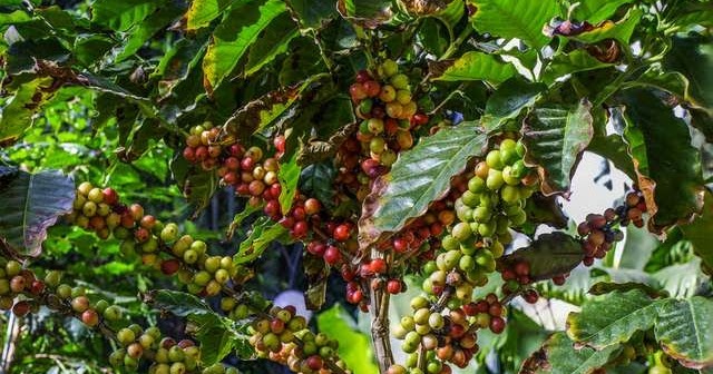 Jarak Tanam Kopi - Perumperindo.co.id