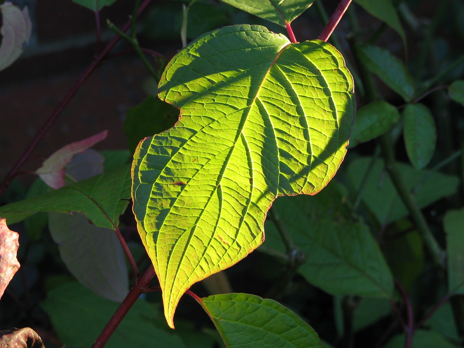 Mark's Veg Plot: Photos