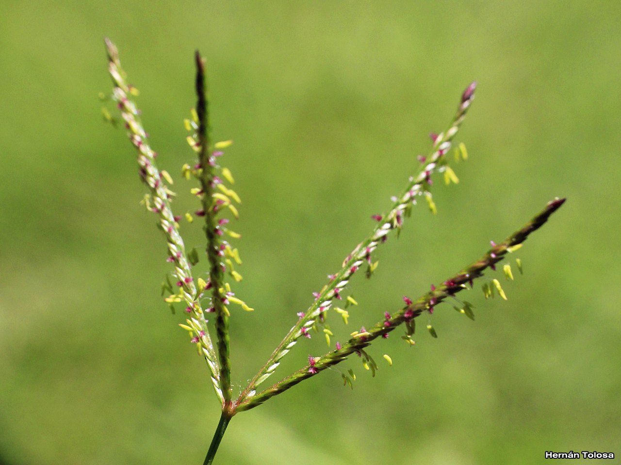 Flora Bonaerense: Pata de perdíz (Cynodon dactylon)