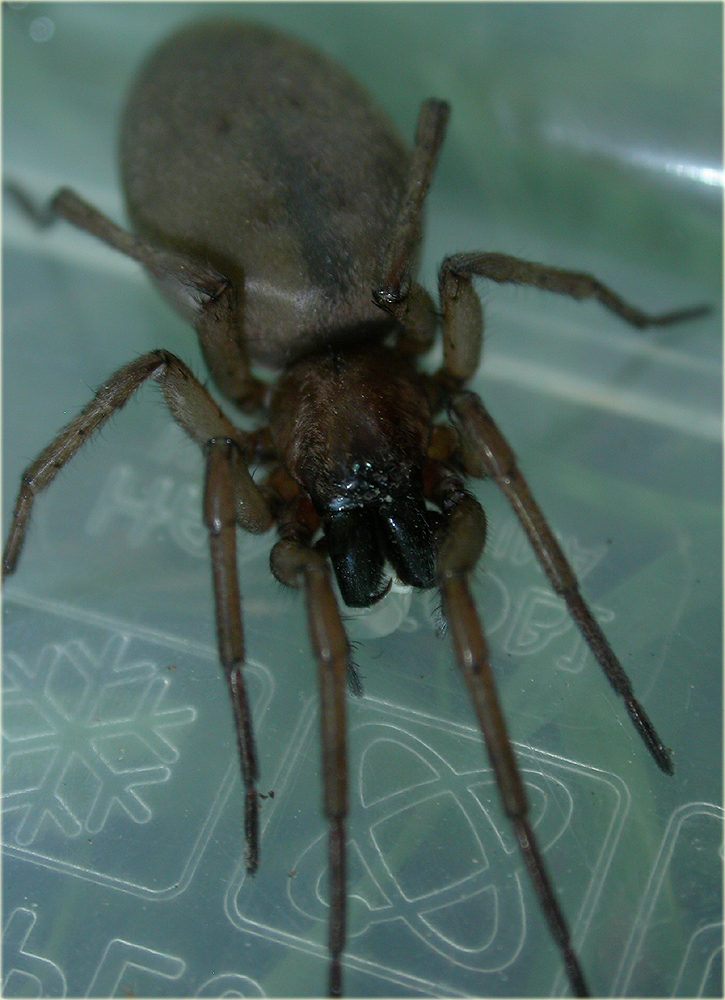 Arachnerds: Stone Spiders - Drassodes sp.