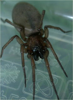 Arachnerds: Stone Spiders - Drassodes sp.