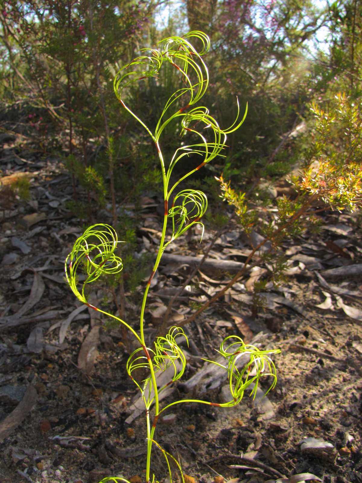 Sydney's Wildflowers and Native Plants: Caustis flexuosa - Curly Sedge ...
