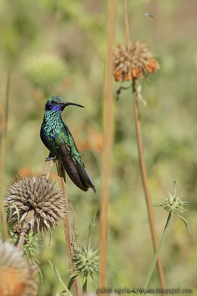 mis fotos de aves: Colibri coruscans Colibrí Grande Sparkling Violet-ear