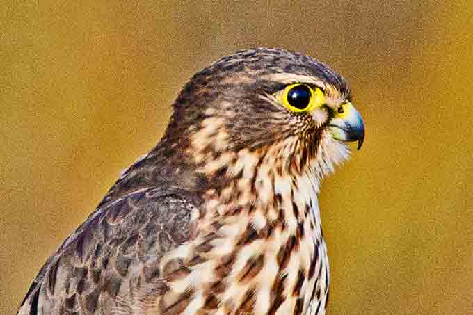 East Gwillimbury CameraGirl: Merlin/Wild Bird