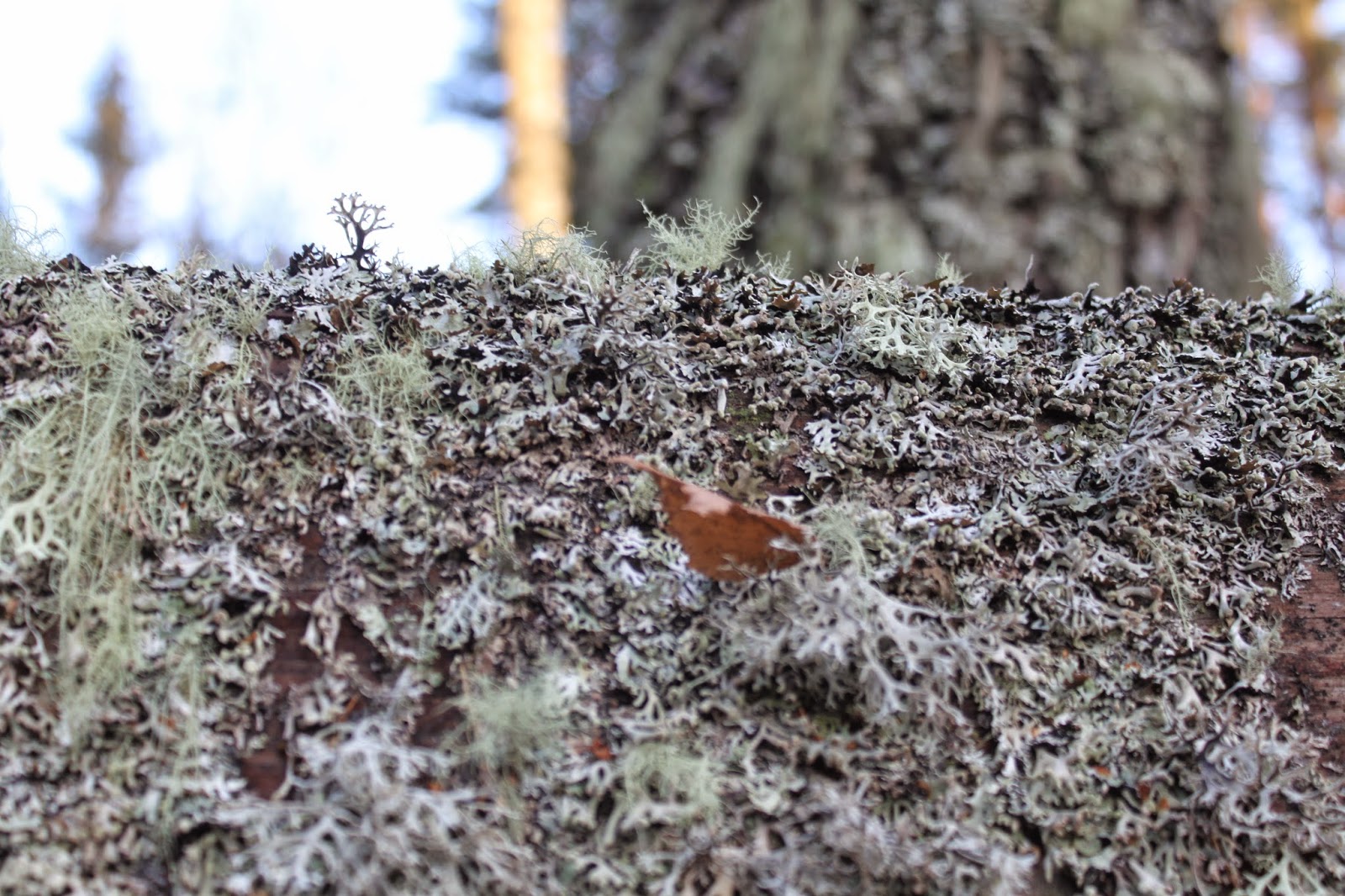 Vaskna Turismitalu: HINGEDEKUU SURNUAED