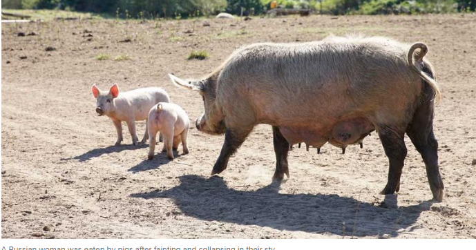 Just Watching the Wheels Go Round: A 'Year of the Pig' Horror Story?