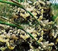 HOME: Cara menanam jahe