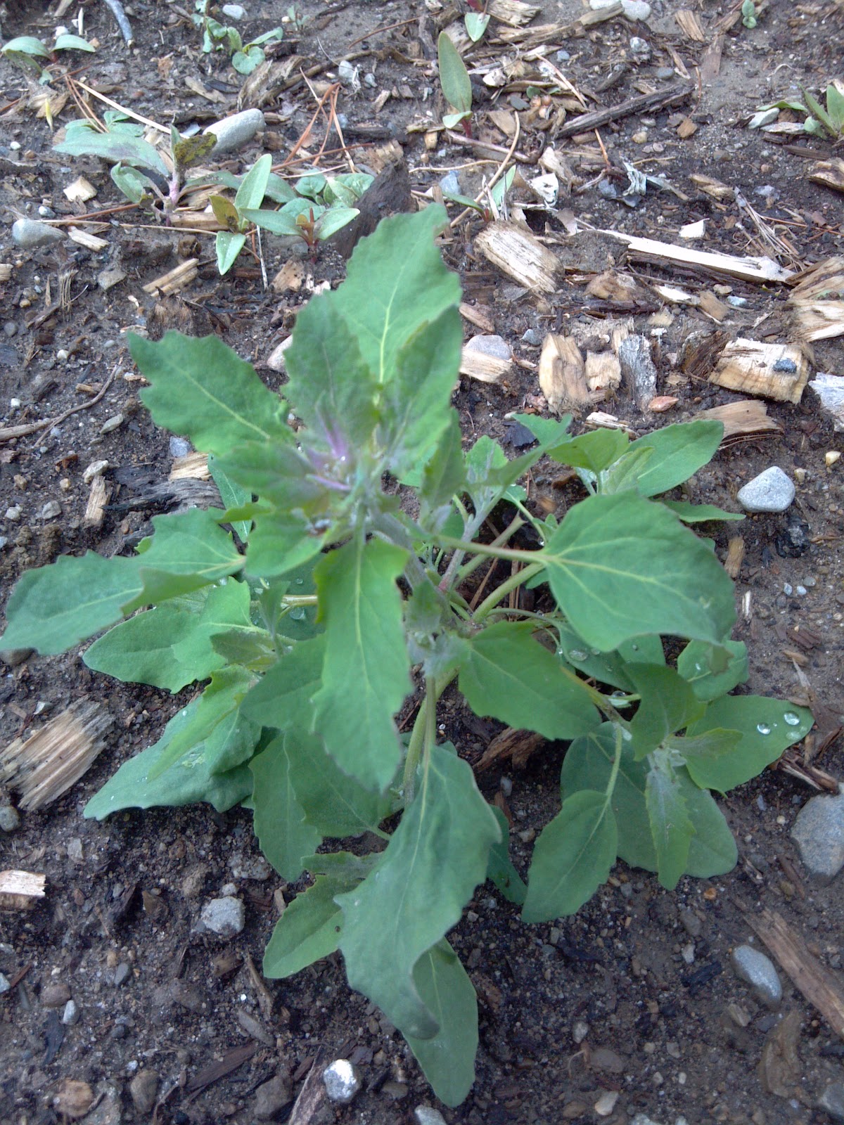 Just a Mom Outside: Foraging for Dinner