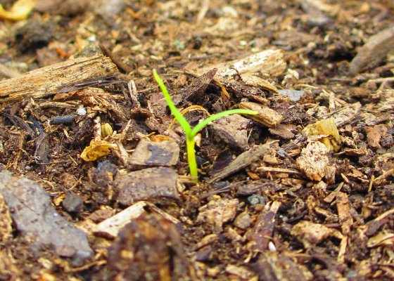 The Ambitious Seed: And The Hot Chili Peppers Sprout... Finally!