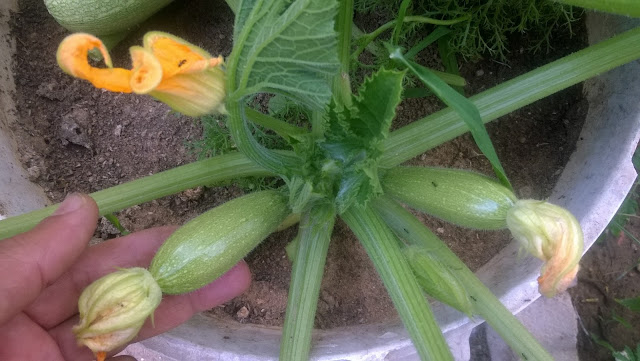 How To Grow Organic Courgettes