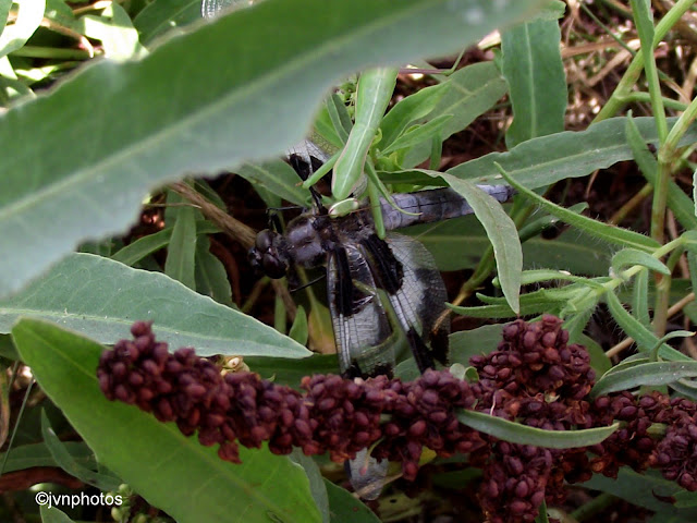 Photos by Jan: Praying Mantis Attacking a Dragonfly