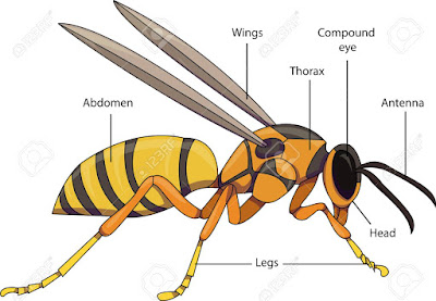 Science Blog for Andalucia School: Parts of an insect