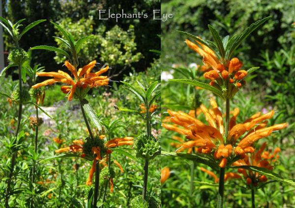 November in our False Bay garden