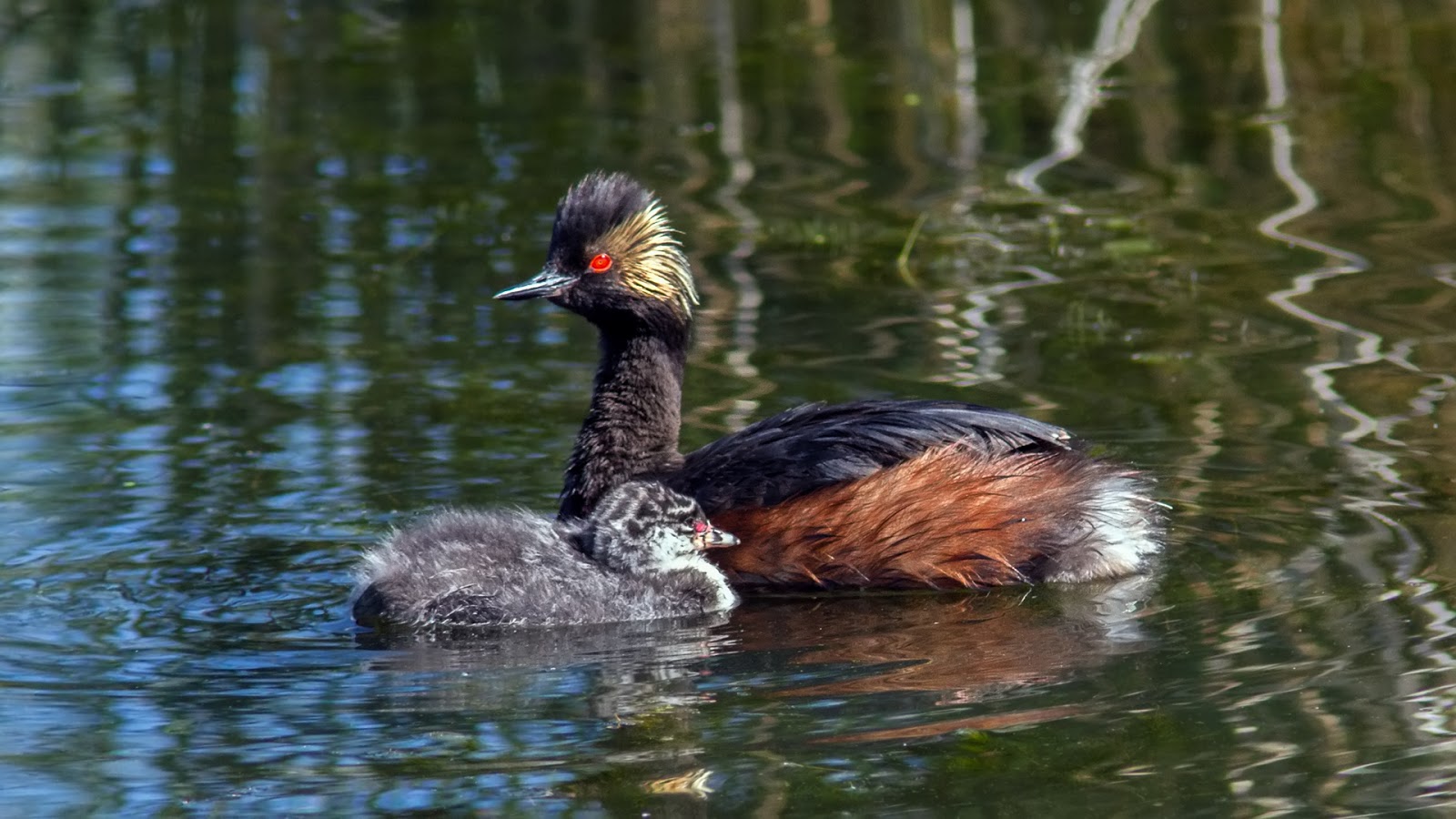 Fur and Feathers 5000: July 2013