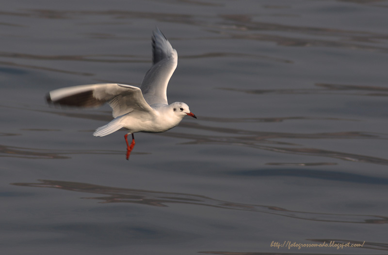 In linii mari: noiembrie 2011