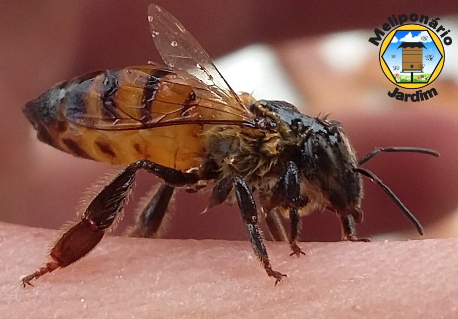 Meliponário Jardim: Fotos - Apis Mellifera