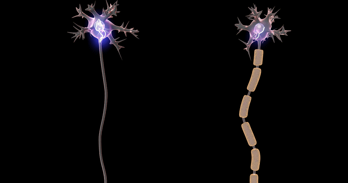 GIF: neurônio com e sem bainha de mielina