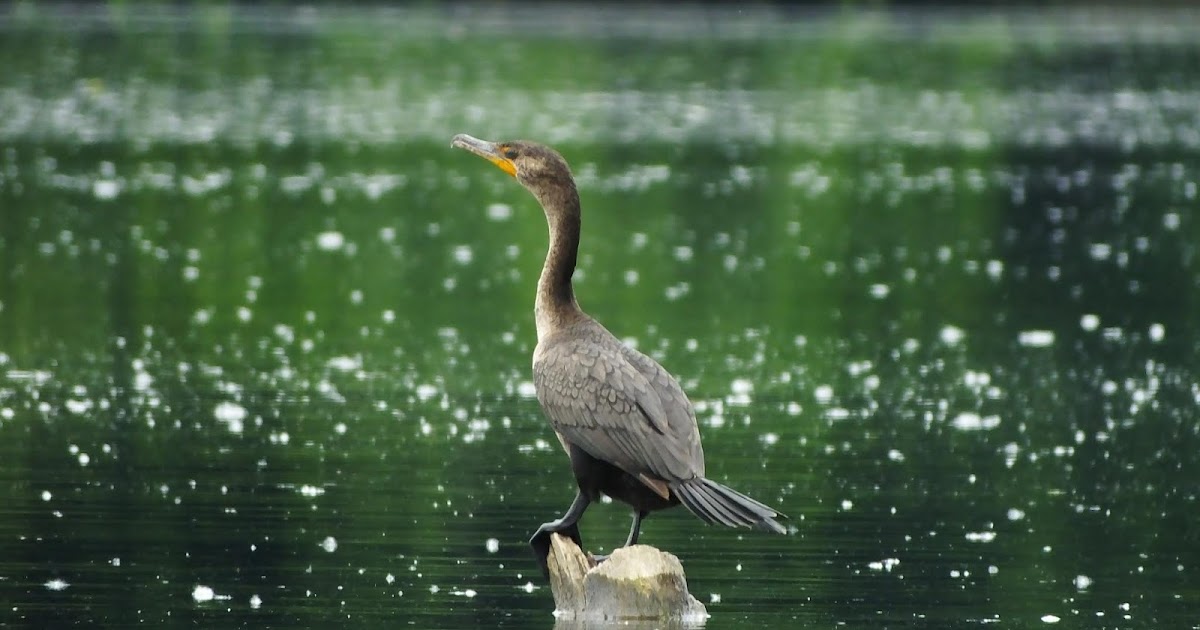 Connecticut Fly Angler: Piscivores in the Crosshairs: The Tenuous ...