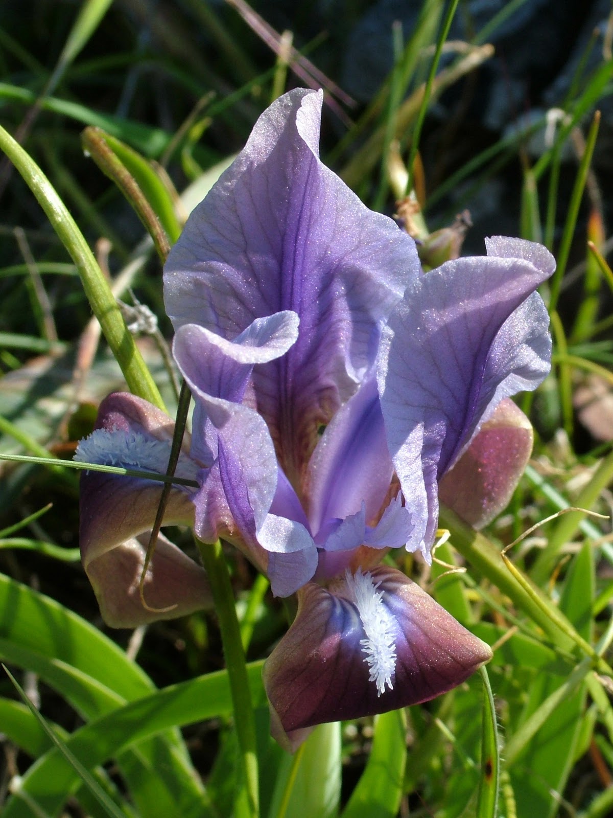 Flowers of Ymittos & Parnitha: IRIDACEAE