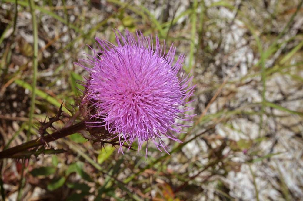 Space Coast Wildflowers: Tosohatchee WMA, Thistles & Butterflies, May 8 ...