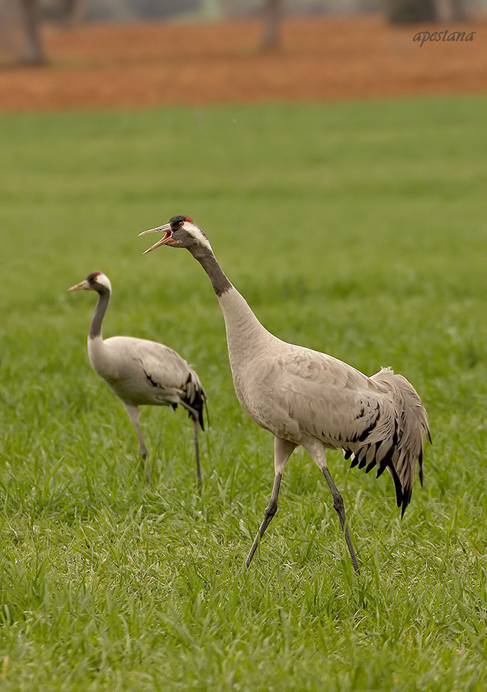 animales ibéricos en la cultura popular: EL GRAN VIAJE DE LAS GRULLAS ...
