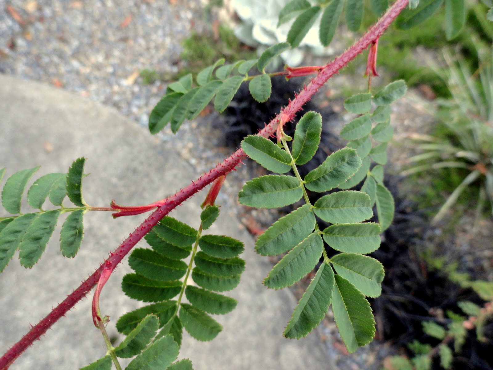 danger garden: Red thorns, brown thorns, no thorns…