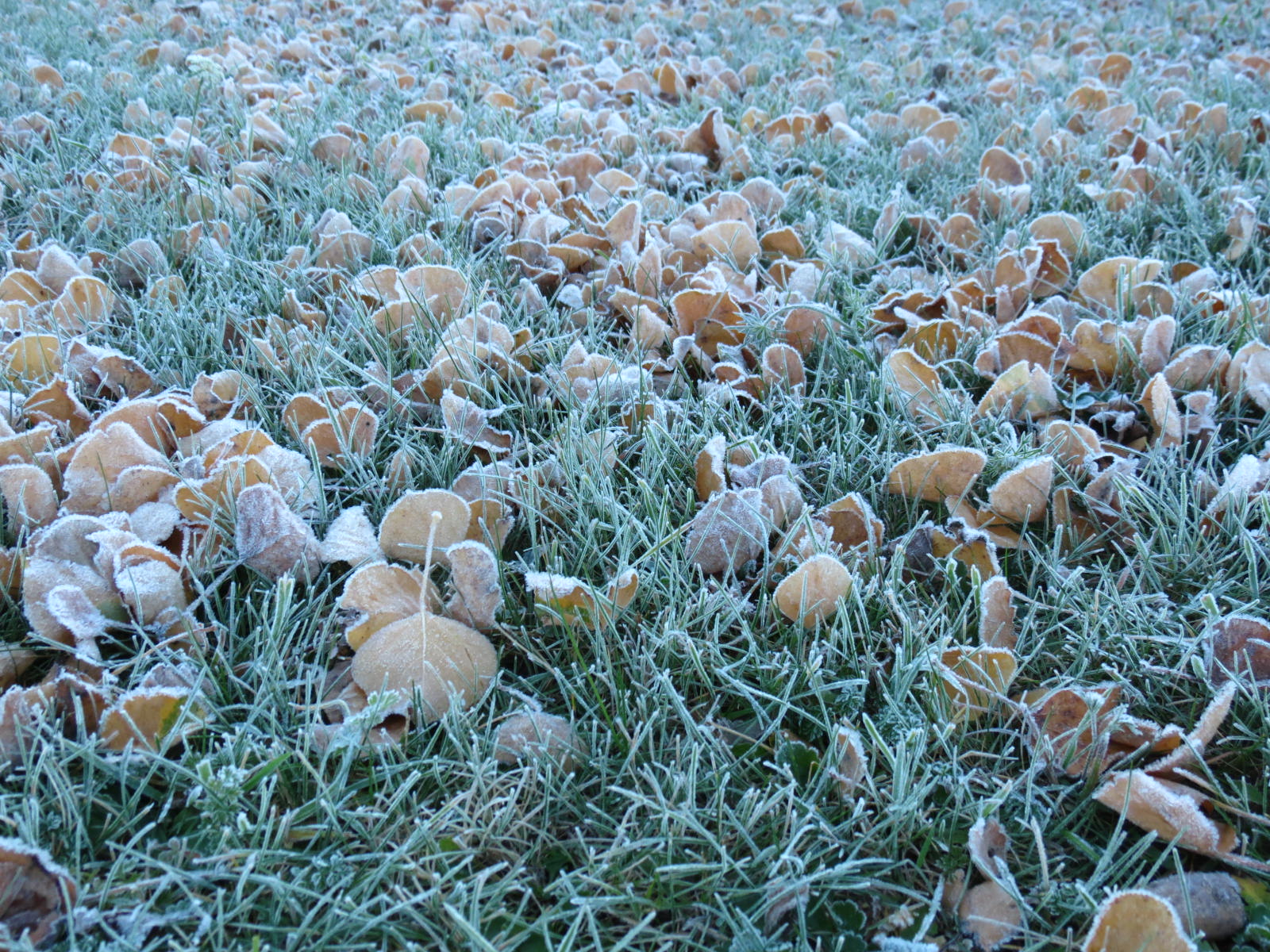 A Shot in the Light: Second Hard Frost of the Season, Southern Leelanau ...