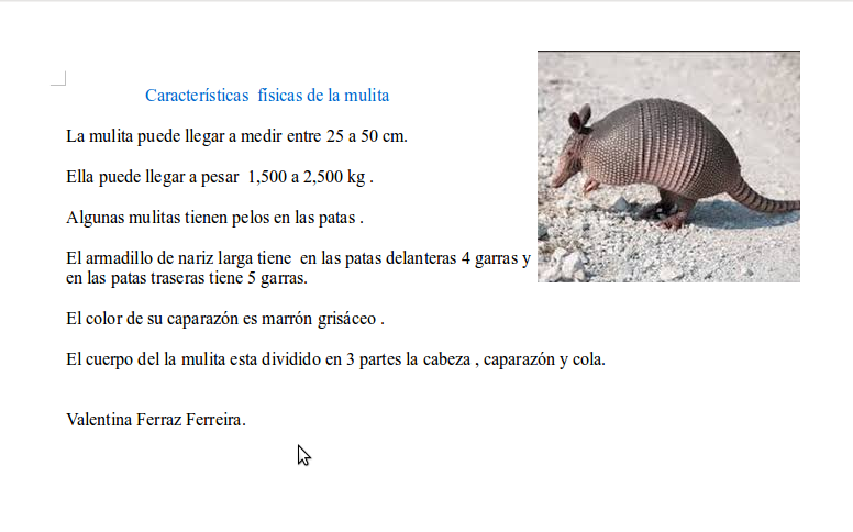 Descubriendo Bichos: Descripción de la mulita