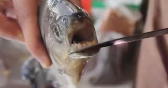 Terrified fishermen catch fish with human teeth which can rip off ...