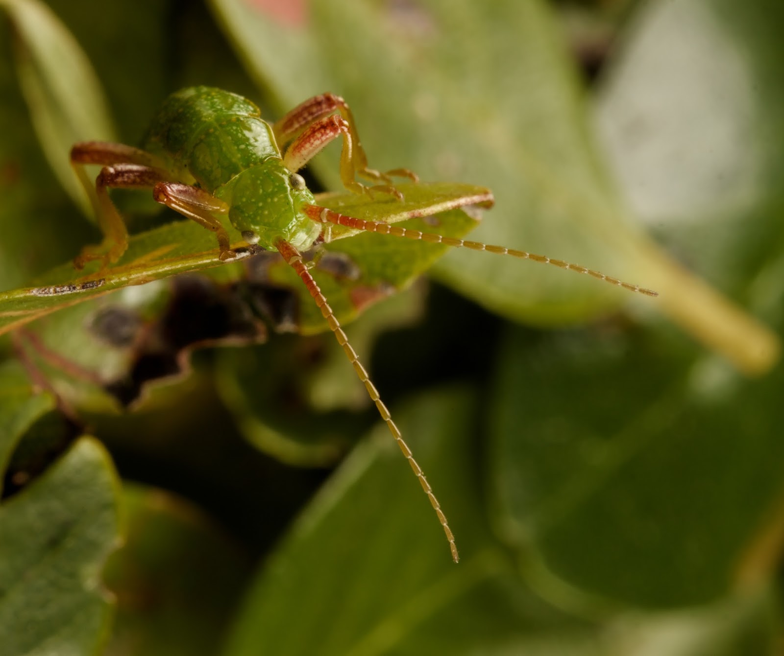 Eco-Evo Evo-Eco: Dissecting phases of speciation in stick-insects