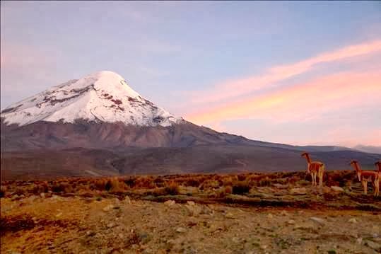 Realizan investigación para regenerar los páramos de los Andes ...
