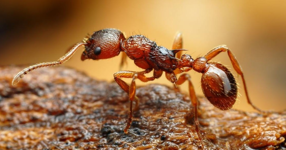 LE REBOUSSIER SCIENTIFIQUE : Les fléaux biologiques : la fourmi ...
