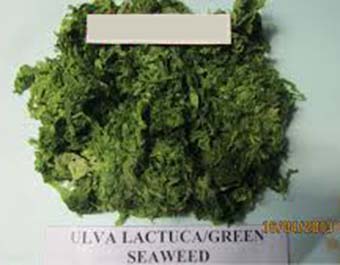 ULVA LACTUCA