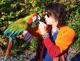Kiwi's Angels: Steven Tyler with parrots