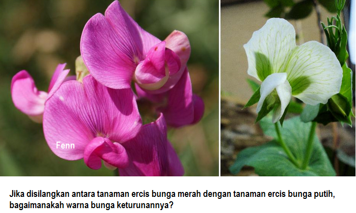 Catatan prestasi Guru Biologi: INVESTIGASI MENDEL TENTANG HEREDITAS