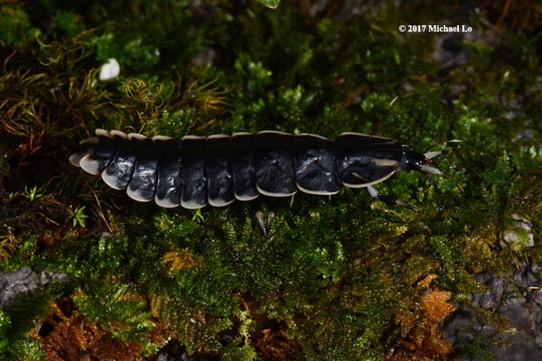 The rainforests of Borneo & Southeast Asia: Lampyridae firefly ...