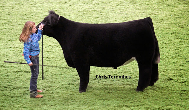 Executive Sires, Inc.: October 2013