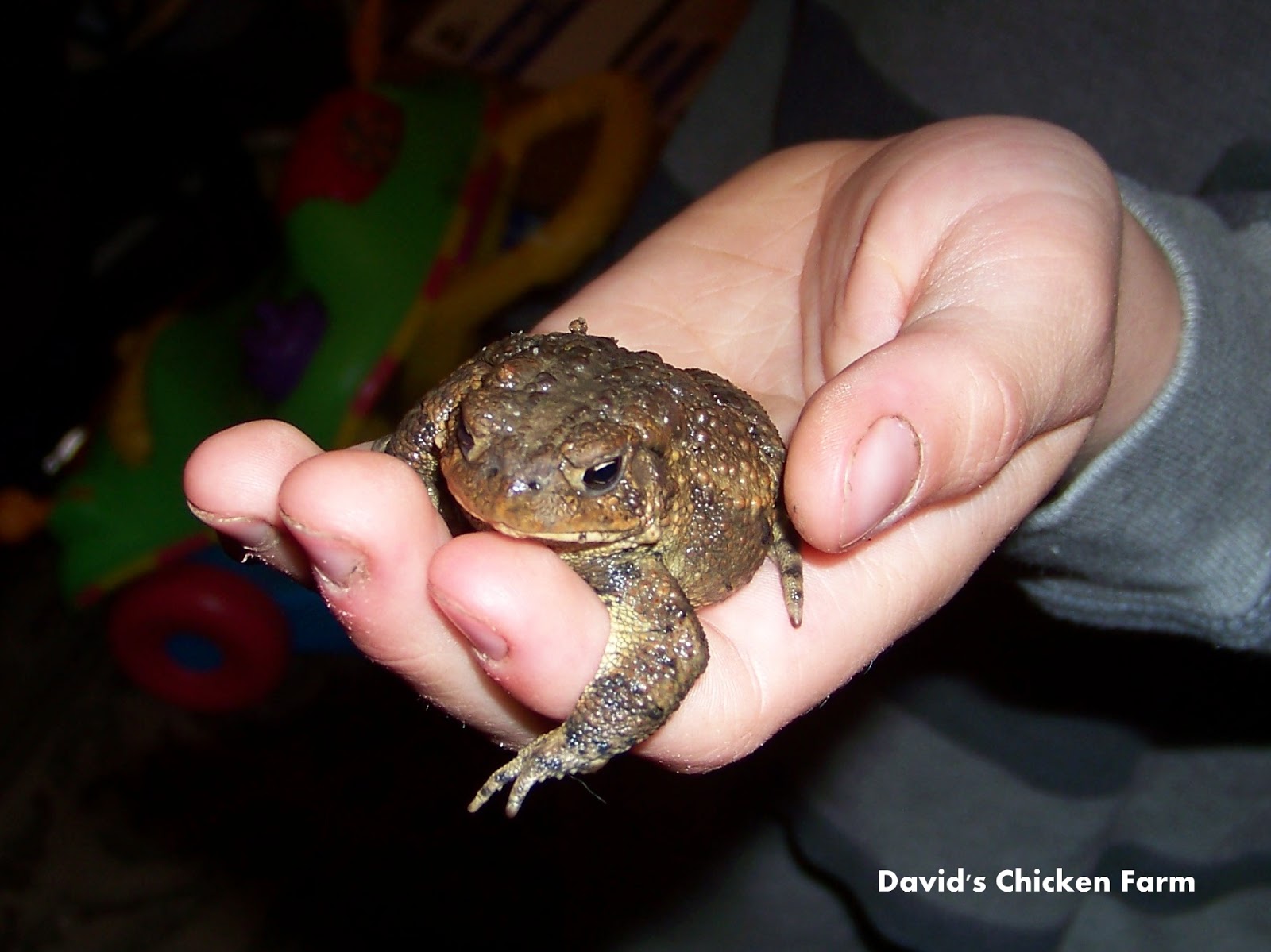 David's Chicken Farm