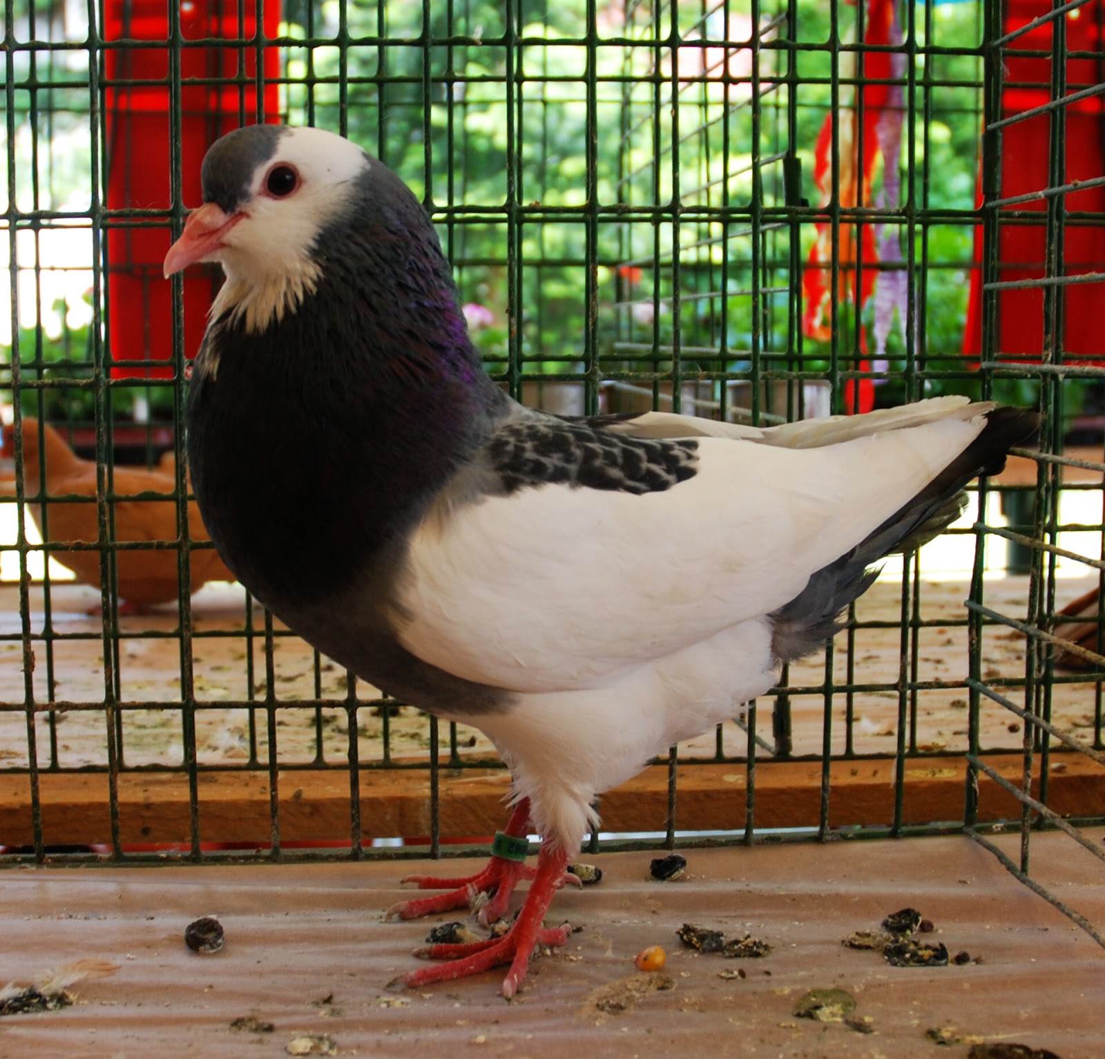 CROPPER PIGEON photos - wallpapers | the fun bank