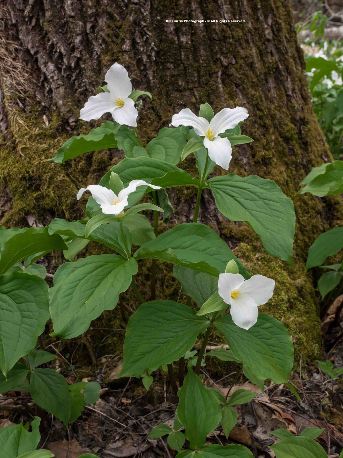 The High Knob Landform: Spring Emergence - A SLOW Process In 2014